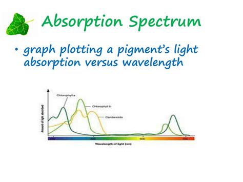 Ppt Photosynthesis Powerpoint Presentation Free Download Id1969243