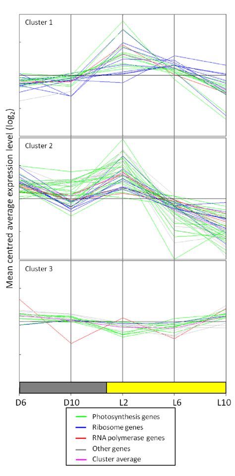 k means clustering of diurnal microarray data the averaged data for