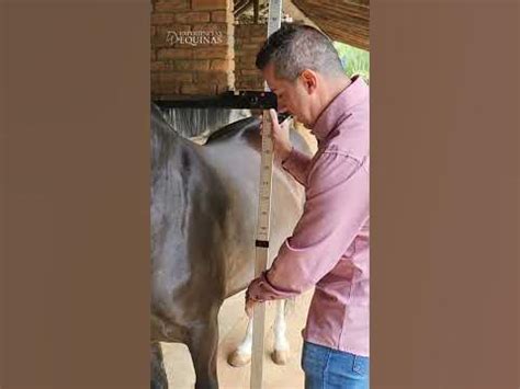 Como Medir La Altura De Un Caballo Alzada Con El Hipometro Youtube