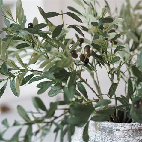 Faux Olive Stem Dot And Blush