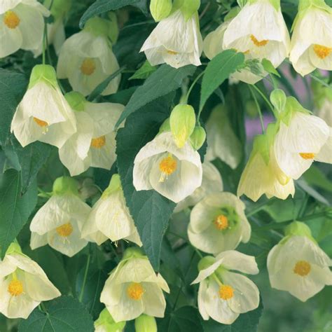 Abutilon Lucky Lantern White