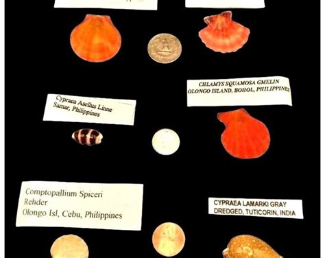 Seashell Specimen Rare Collectors Starter 6pc Set Etsy