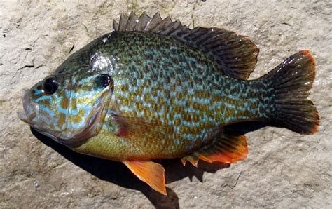 The Pros And Cons Of Crossbreeding And Hybridisation In Aquaculture