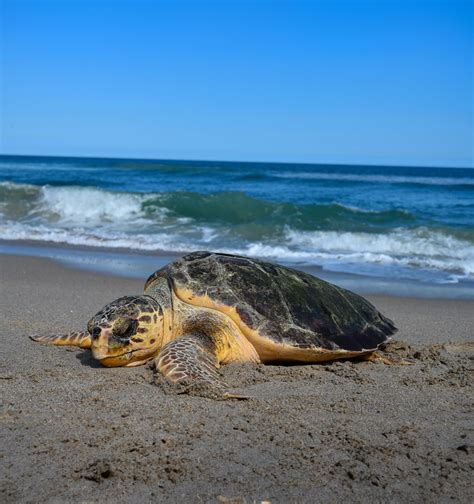 Loggerhead Marinelife Center Breaks All Time Sea Turtle Nesting Record Loggerhead Marinelife