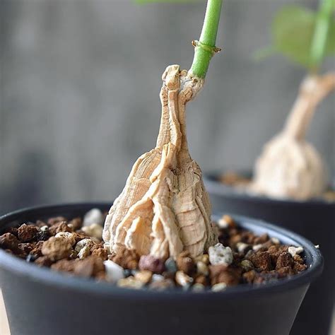 Milk Vines Matelea Cyclophylla For Sale My Home Nature