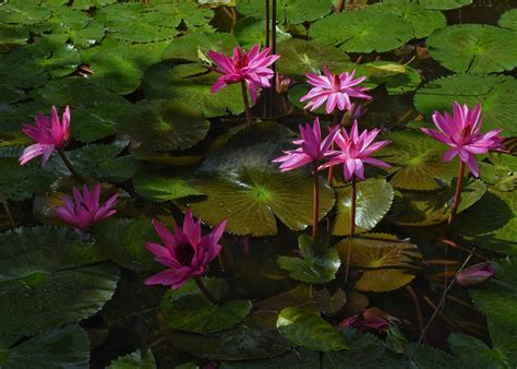 Lily Blossom Pink Free Photo On Pixabay Pixabay Lily Blossom Pink Free Photo On Pixabay Pixabay