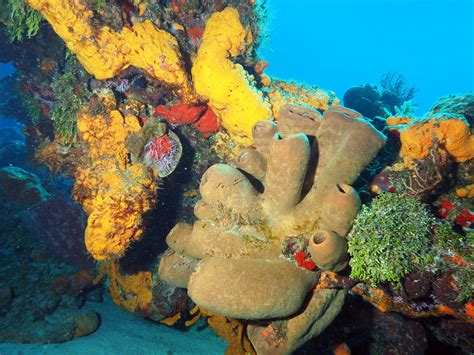 Mexicos Mesoamerican Barrier Reef Is Now Being Protected With