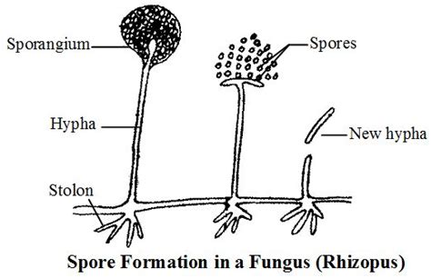 Types Of Asexual Reproduction Lillierilfrazier