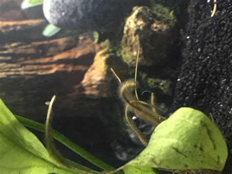 Help What Is This Gel Like Casing Around My Roots Rplantedtank