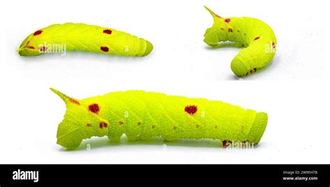 Small Eyed Sphinx Moth Paonias Myops Caterpillar Larva Lime Green Color With Red Spots Or