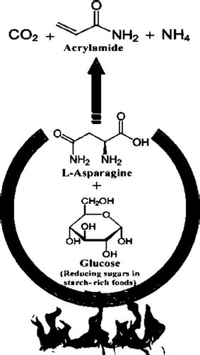 Illustration Of The Formation Of Acrylamide Download Scientific Diagram