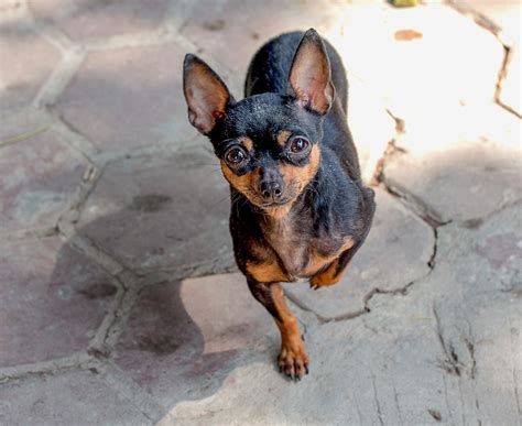 Fotos Gratis Perro Patio Vertebrado Chihuahua Vietnam Raza Canina Hanoi Pinscher Alemán
