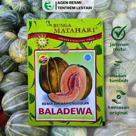 Jual Benih Blewah Baladewa 20 Gram Cap Bunga Matahari Tidak Lembek