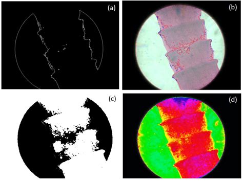 Analysis Of Tape Worm Scolex W M A Morphological Analysis B Download Scientific Diagram