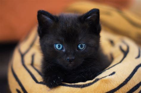 Black Cat Breeds