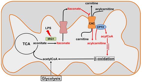 Inhibition Of The Mitochondrial Carnitineacylcarnitine Carrier By