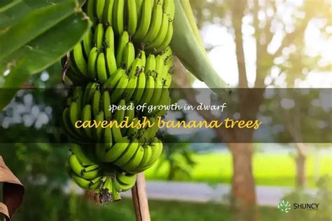 How Fast Dwarf Cavendish Banana Trees Grow Growth Timeline And Care