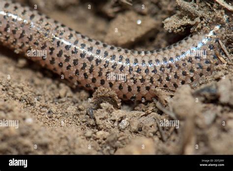 Tail Of Bronze Grass Skink Eutropis Macularia Keoladeo Ghana National