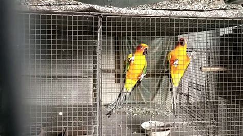 Bird Cage Size For Sun Conure At Elmer Pritchard Blog