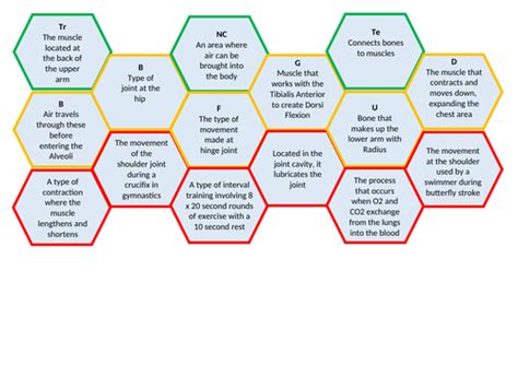 Igcse Pe 1 Aandp Muscles Teaching Resources