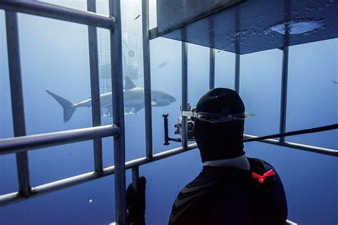 Diving With Great White Sharks In South Africa