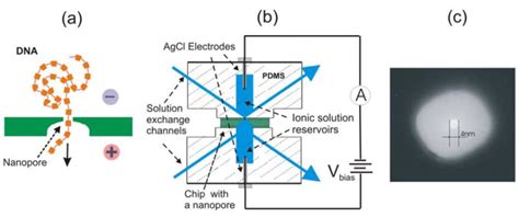 Detecting Single Stranded Dna With A Solid State Nanopore Pmc