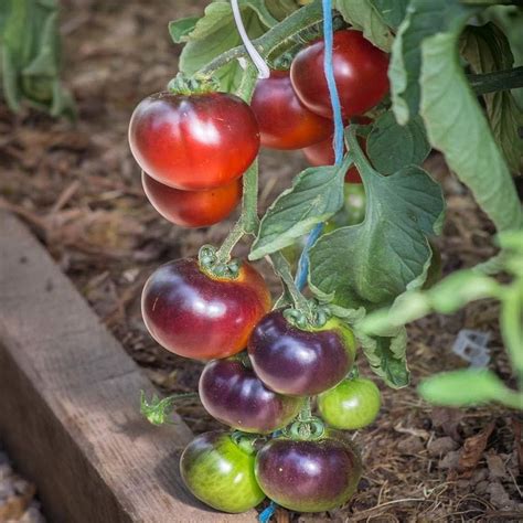 Blue Bayou Tomato