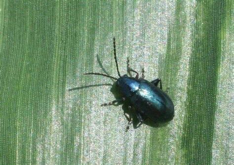 Corn Flea Beetle Identification Life Cycle Facts And Pictures