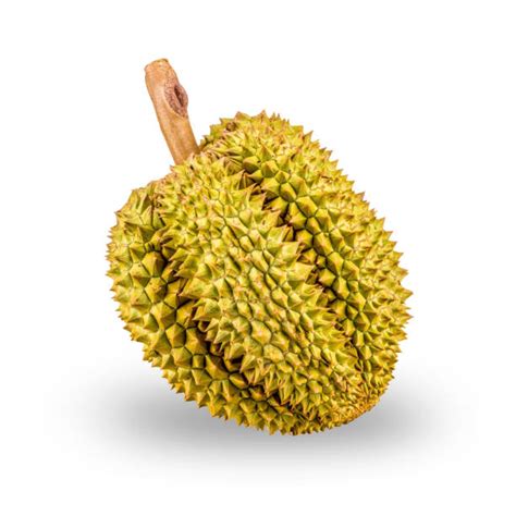 430 Durain Fotografías De Stock Fotos E Imágenes Libres De Derechos