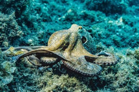 Octopus Camouflage Uncovered The Science Behind Their Smart Skin