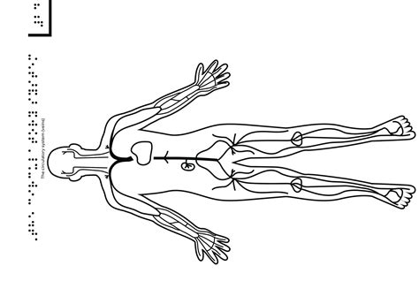 Circulatory System Coloring Page