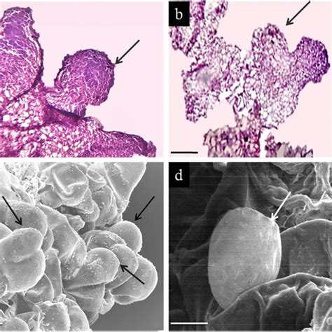 Histological Study Of Embryo At Different Stages A Globular Embryo B