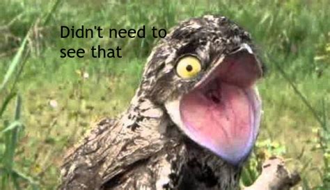 Potoo Bird Meme Format By Ask Silt The Dragon On Deviantart