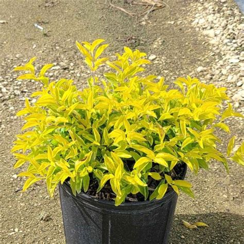 Duranta Erecta Rhs