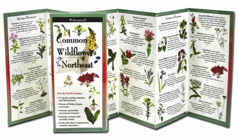 An Eco Focused Fall Cleanup With Native Plant Trusts Uli Lorimer A Way To Garden