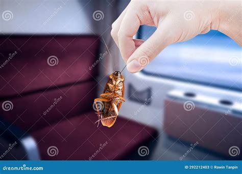Hand Holding Cockroach With Inside The Train Background Eliminate