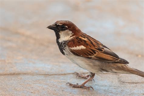 Gorrión Común X Italiano Híbrido Ebird
