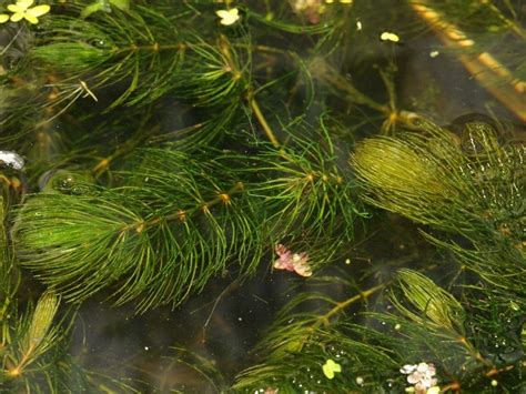 Ceratophyllum Demersum Bunches Diapteron Shop