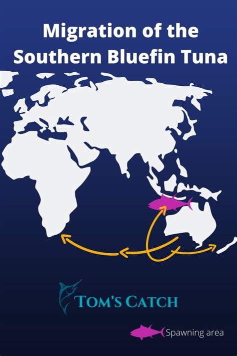6 Things You Should Know About Bluefin Tuna Migration Toms Catch Blog