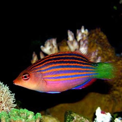 Sixstripe Wrasse Pseudocheilinus Hexataenia