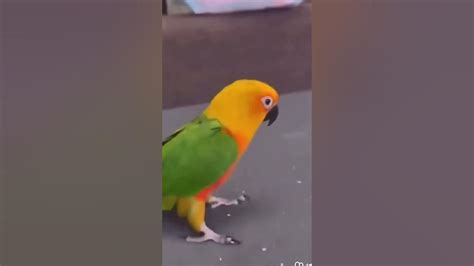 Chinabanglayoutube Fashion Squarrel Traingle Love Squirl