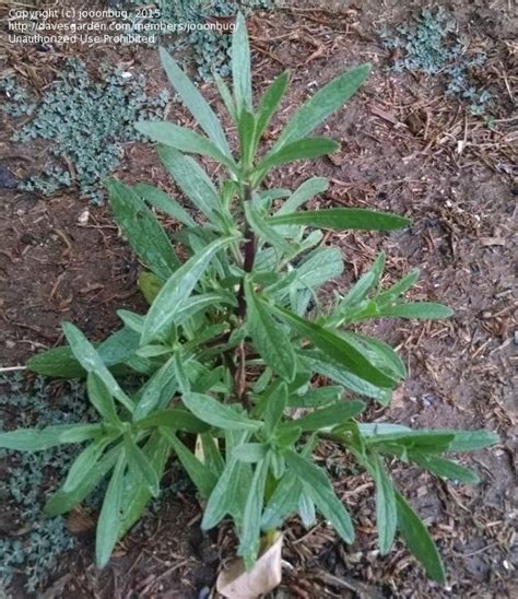 California Leaf Identification