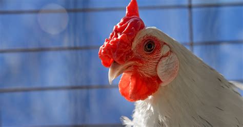 Enterococcus Co Infection Makes Colibacillosis Deadlier In Poultry