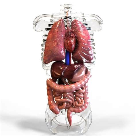 Human Body Anatomy 3d
