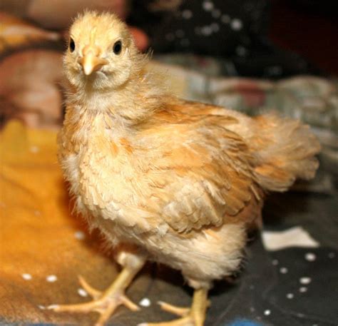 Breed Spotlight Buff Orphington