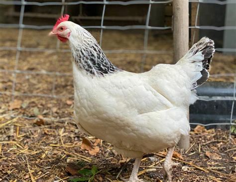 Sussex Chickens Sussex For Sale Chicken Breeds