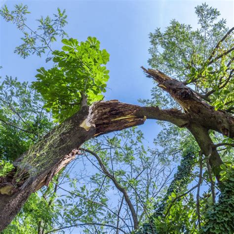 Safe Safety Tree Service