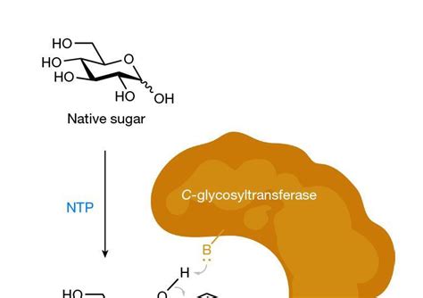 Photochemistry Sheds Light On The Direct Functionalisation Of Native
