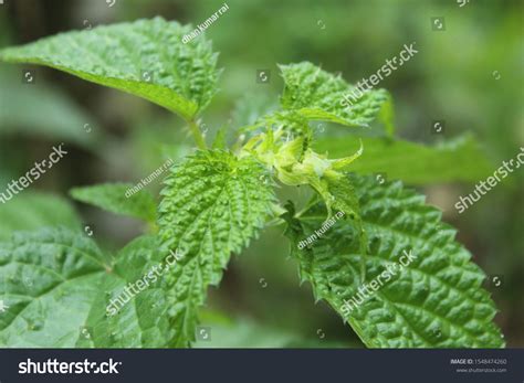 Nepali Plant Sisnu Only On Nepal Foto Stok 1548474260 Shutterstock