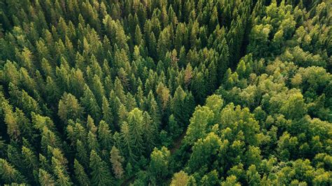 Brea Ww Rosin Trade And Derivads